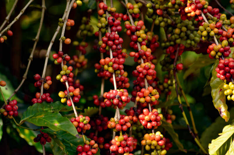 Mudas Clonais de Café Conilon - Fazenda Laranjeiras