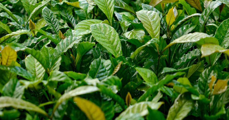 Mudas Clonais de Café Conilon - Fazenda Laranjeiras